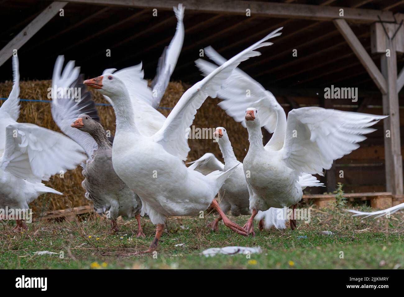Flock domestic geese on farm hi-res stock photography and images - Alamy