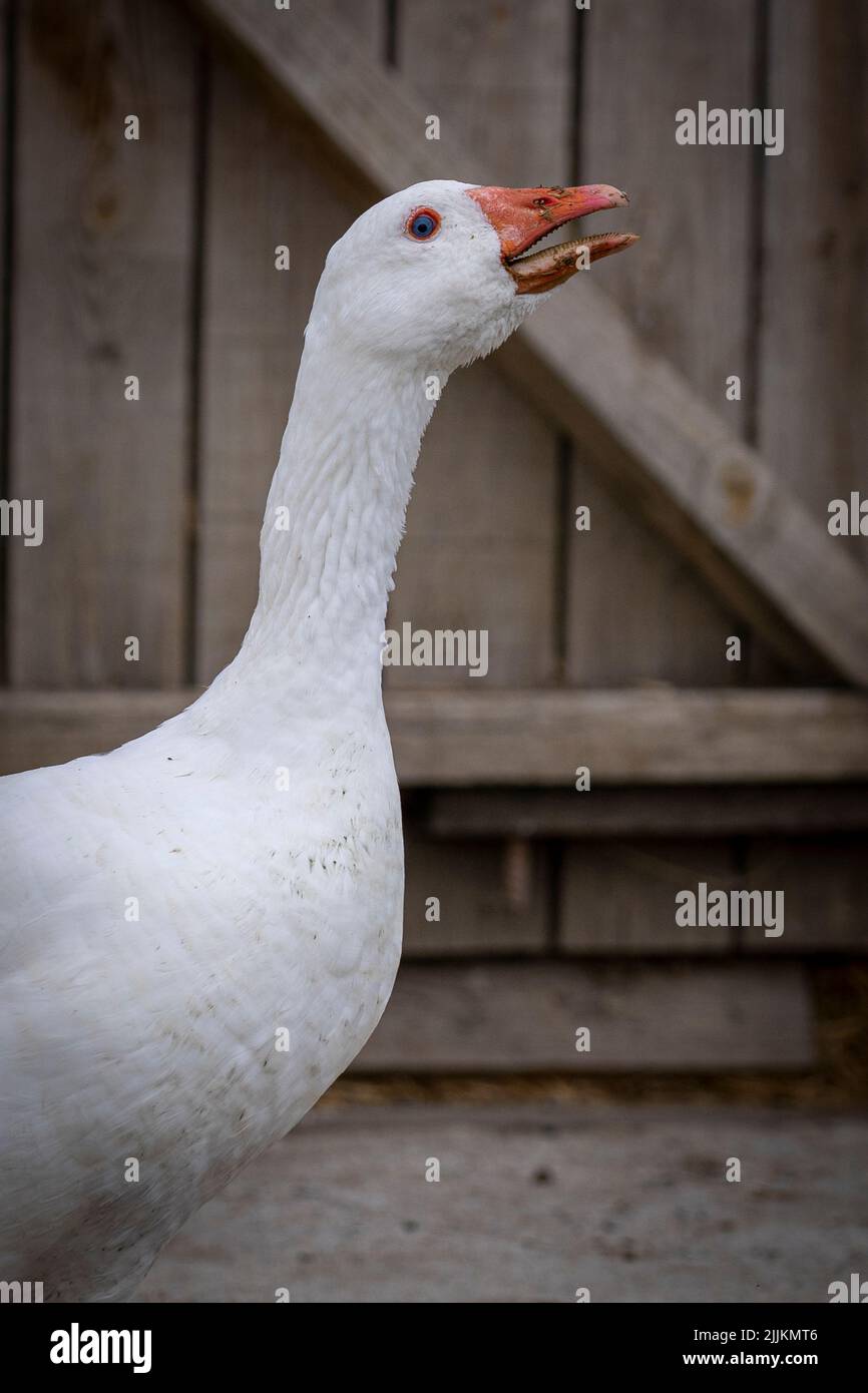 Farm goose hi-res stock photography and images - Alamy