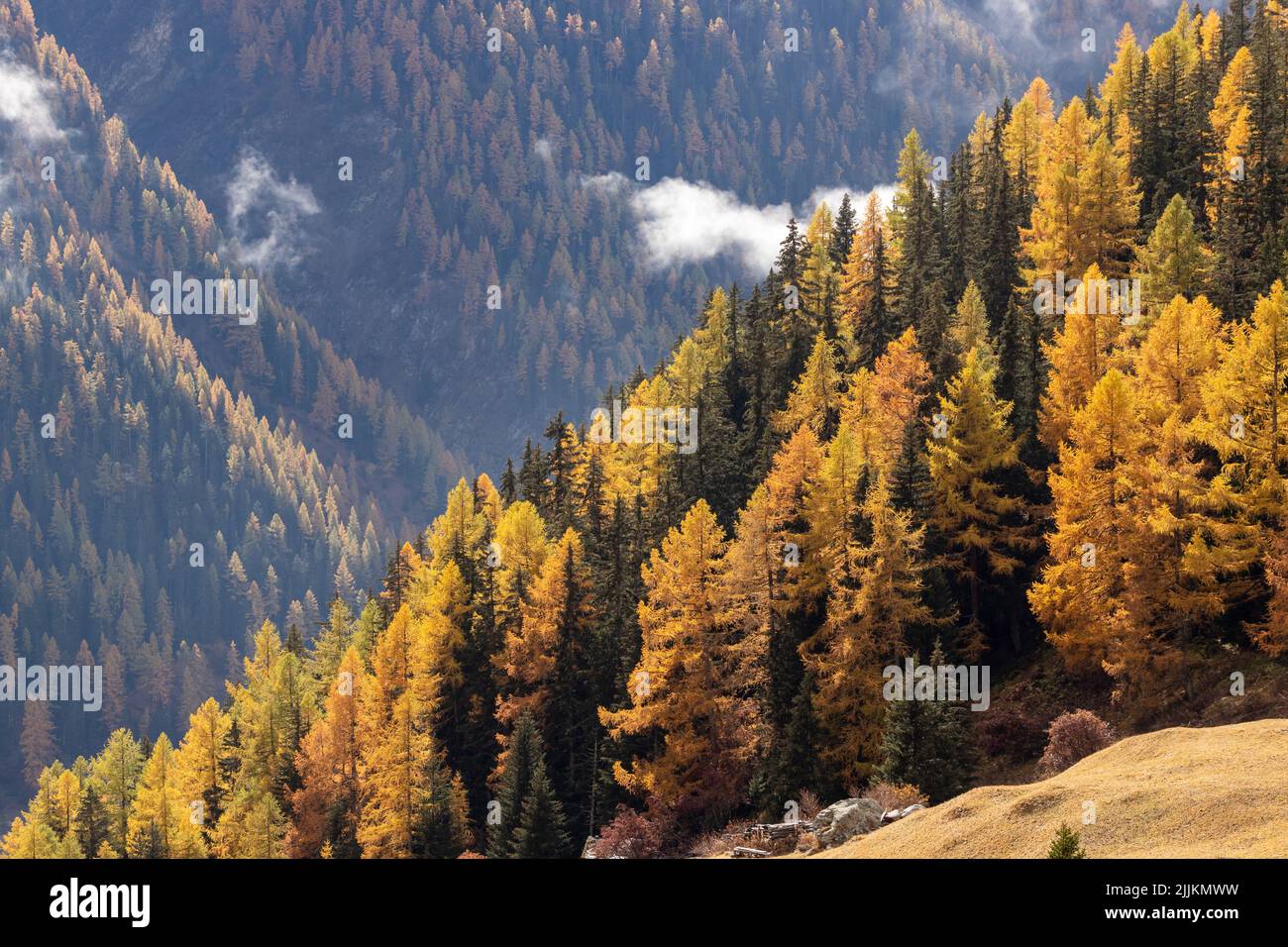 Larch tree orange autumn hi-res stock photography and images - Alamy