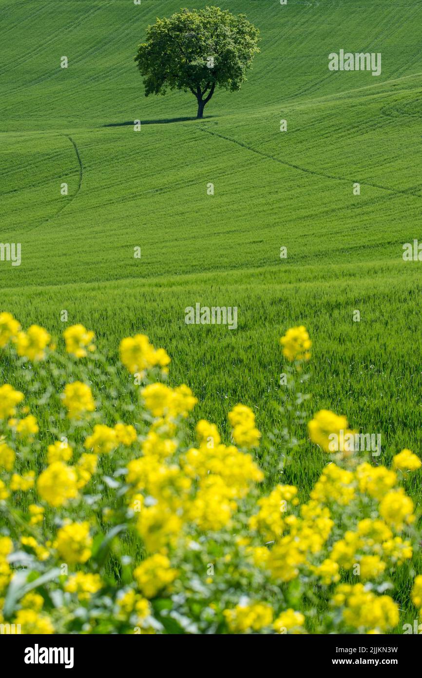 Sunny tree field summer hi-res stock photography and images - Alamy
