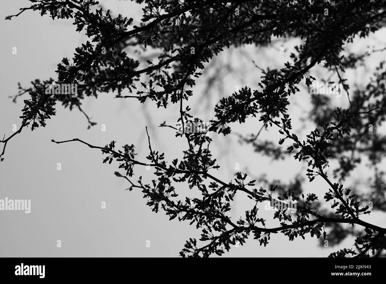 Beautiful spring flowers sprouting on the branches of the fruit tree in ...
