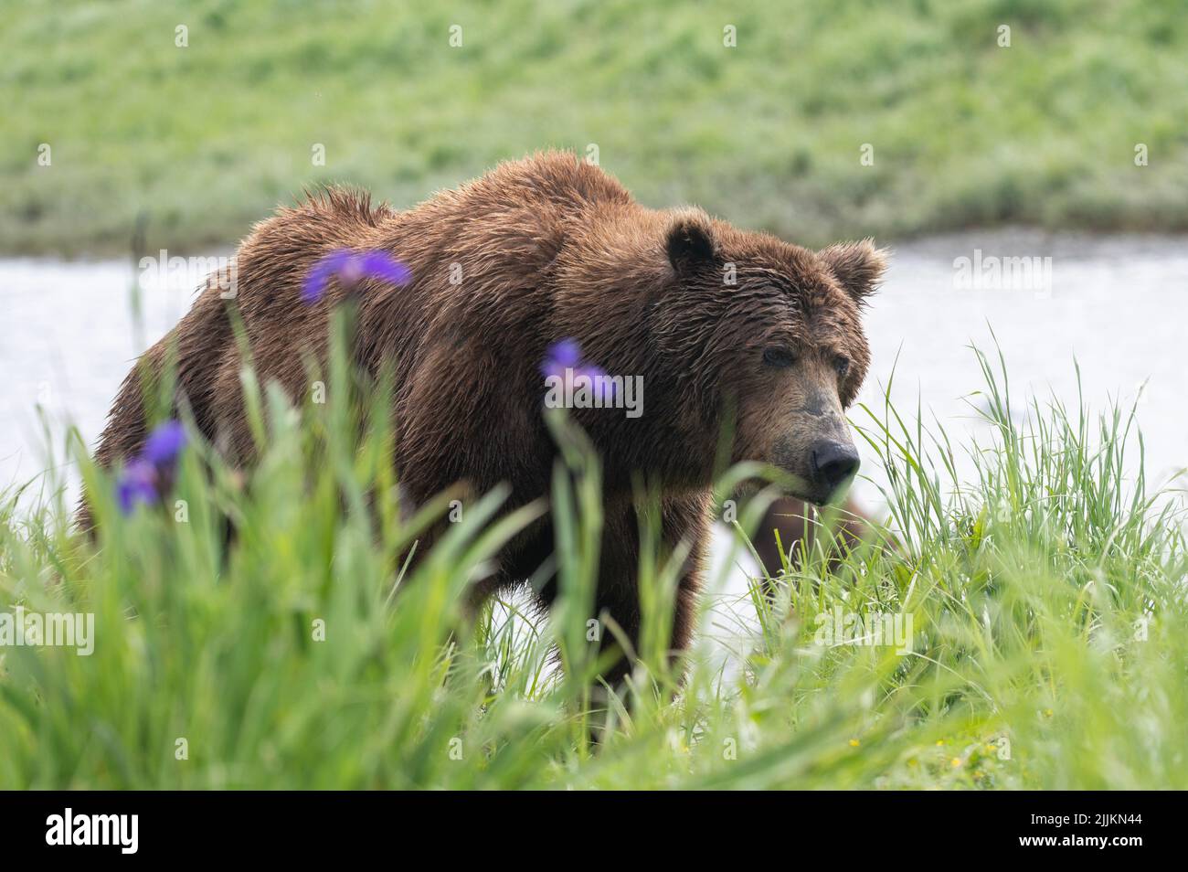 Alaskan brown bear feeding in McNeil River state game sanctuary and ...