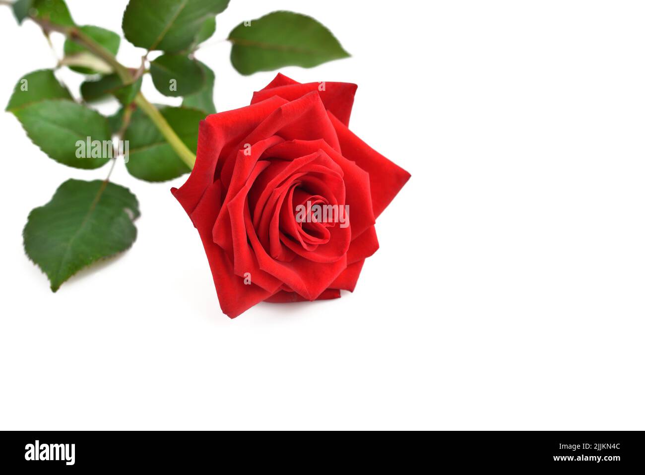 Single red rose isolated on white background. Selective focus Stock ...