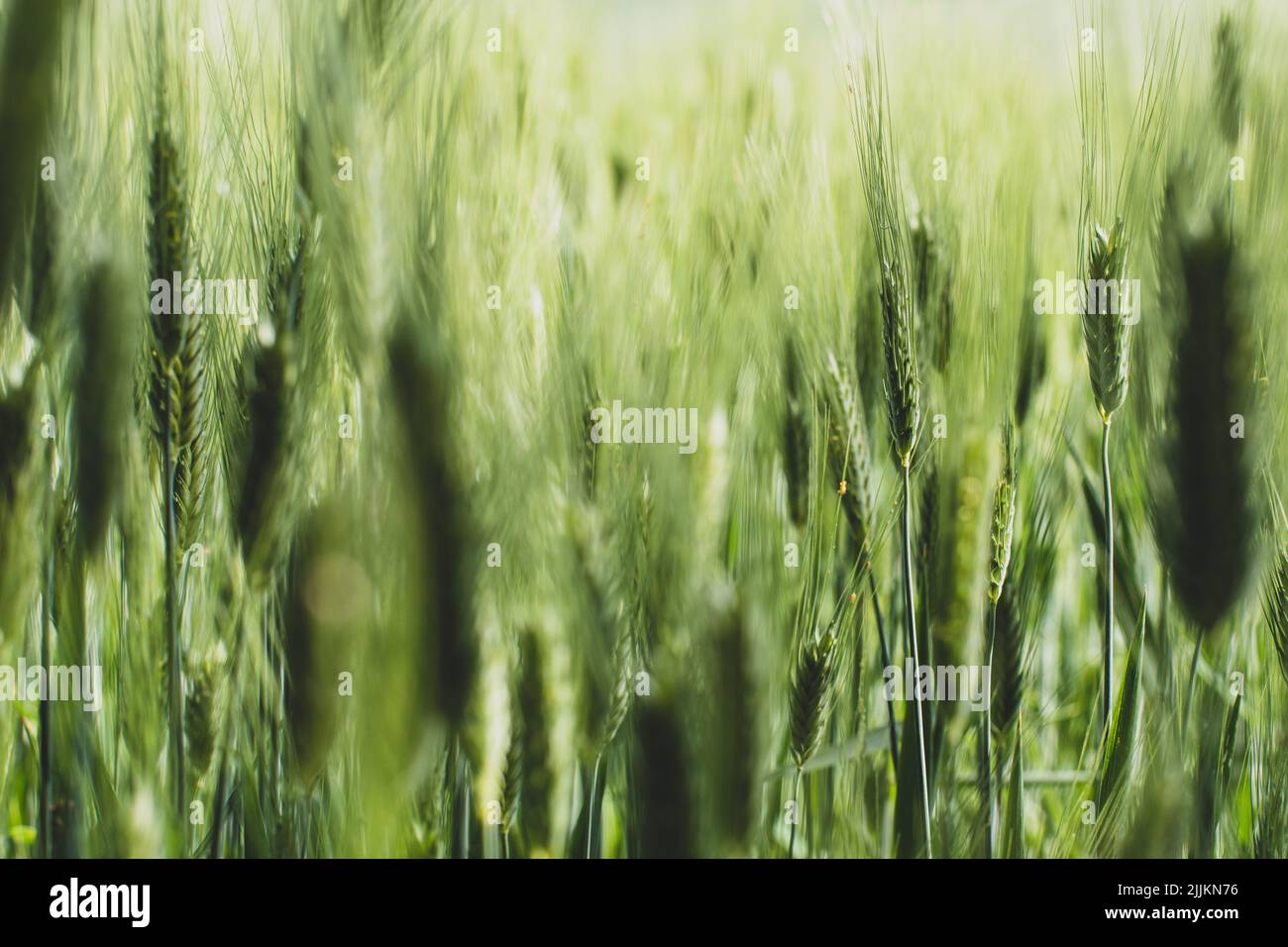 A wallpaper of green wheat Stock Photo - Alamy