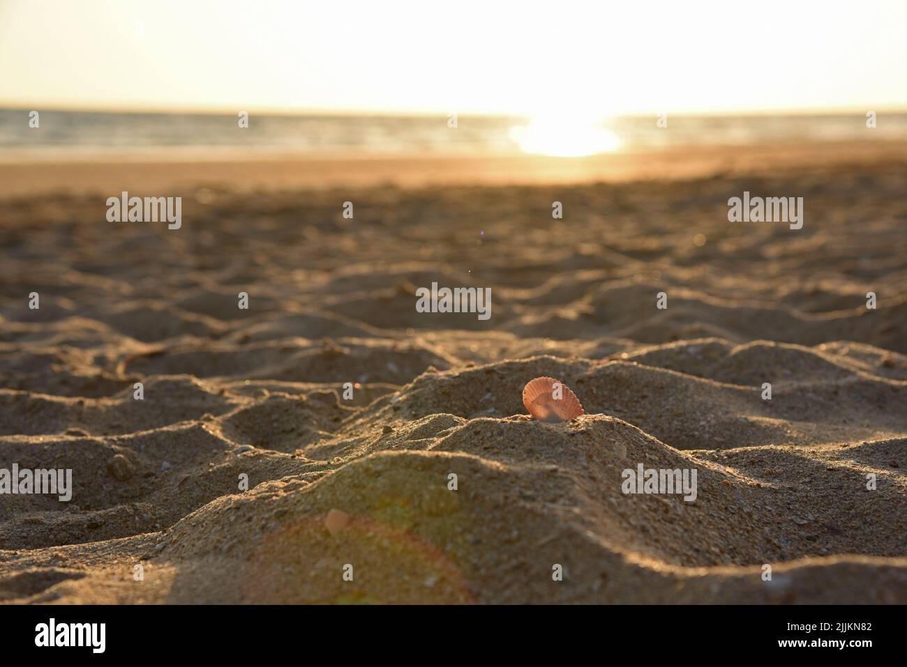 A single shell on the sand Stock Photo - Alamy