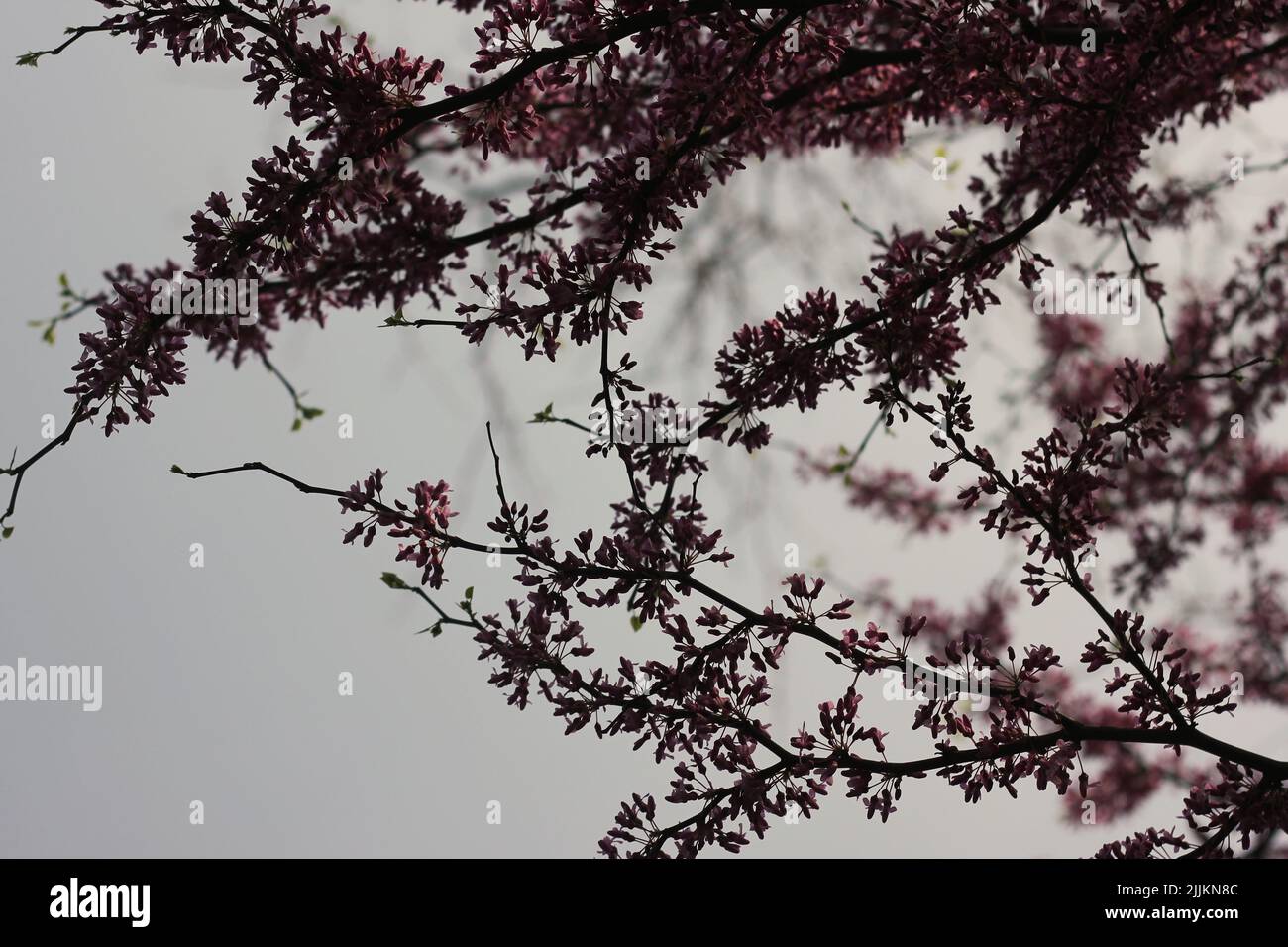 Beautiful spring flowers sprouting on the branches of the fruit tree ...