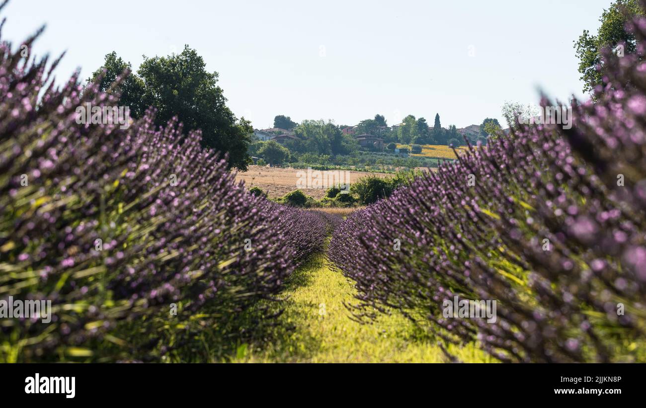 Beautiful field view hi-res stock photography and images - Alamy