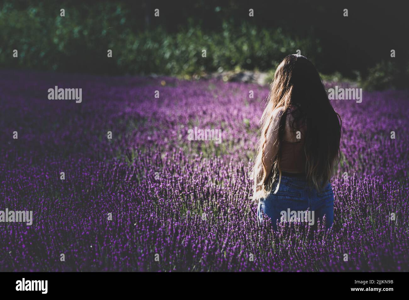 A woman standing in the middle of lavender field Stock Photo - Alamy