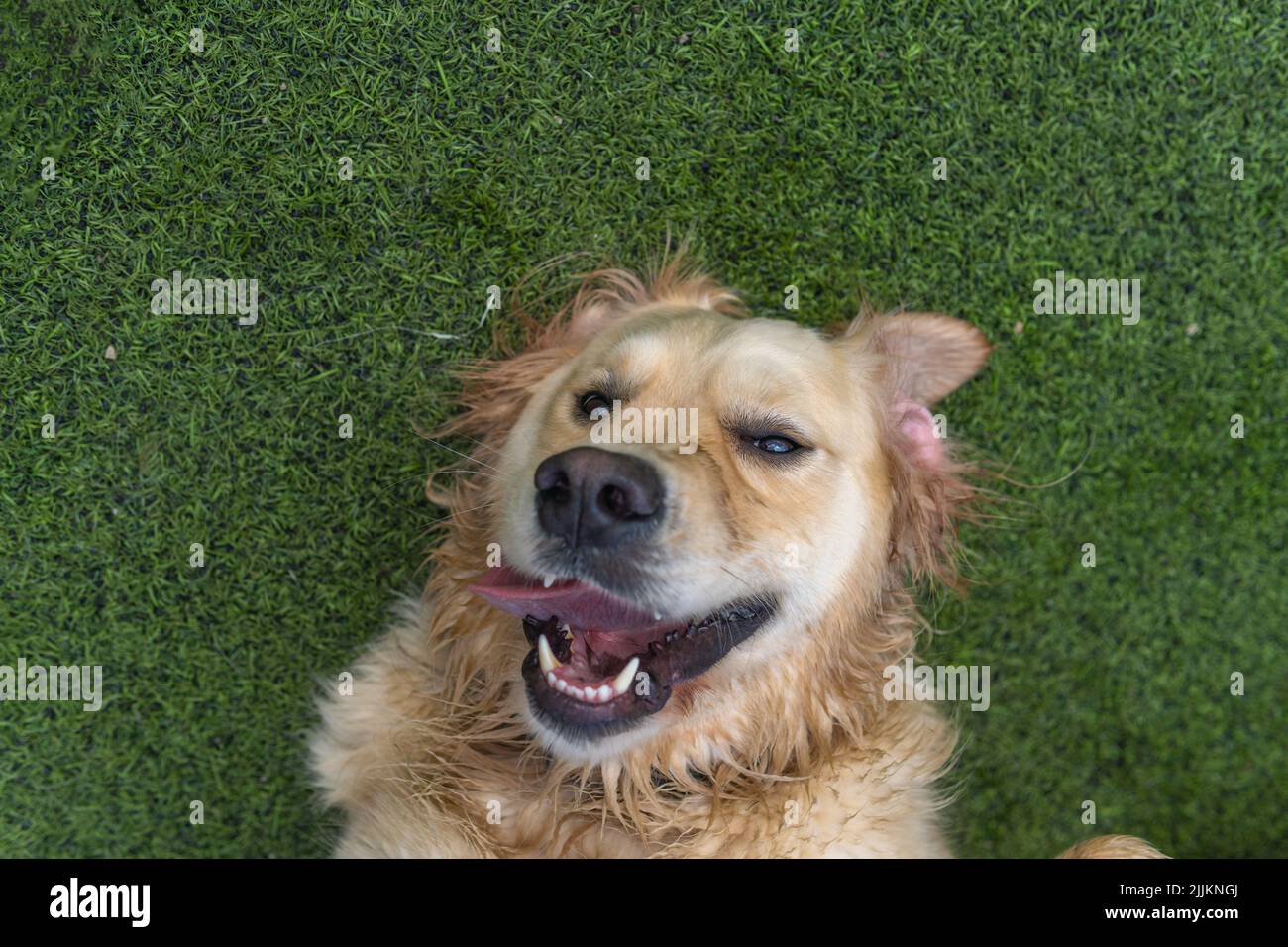 Golden Retriever Lying On Back