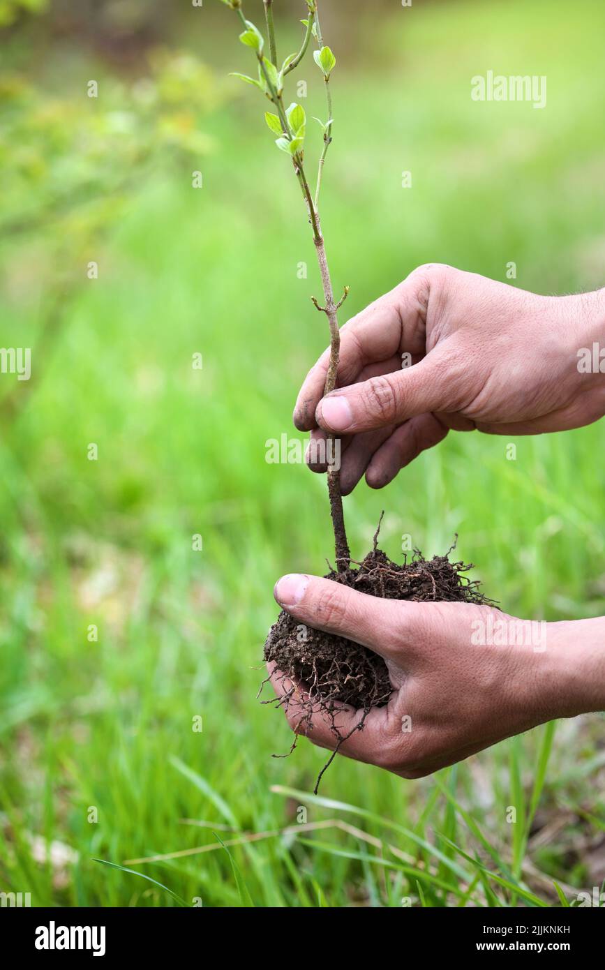 Hand planting tree ground hi-res stock photography and images - Alamy