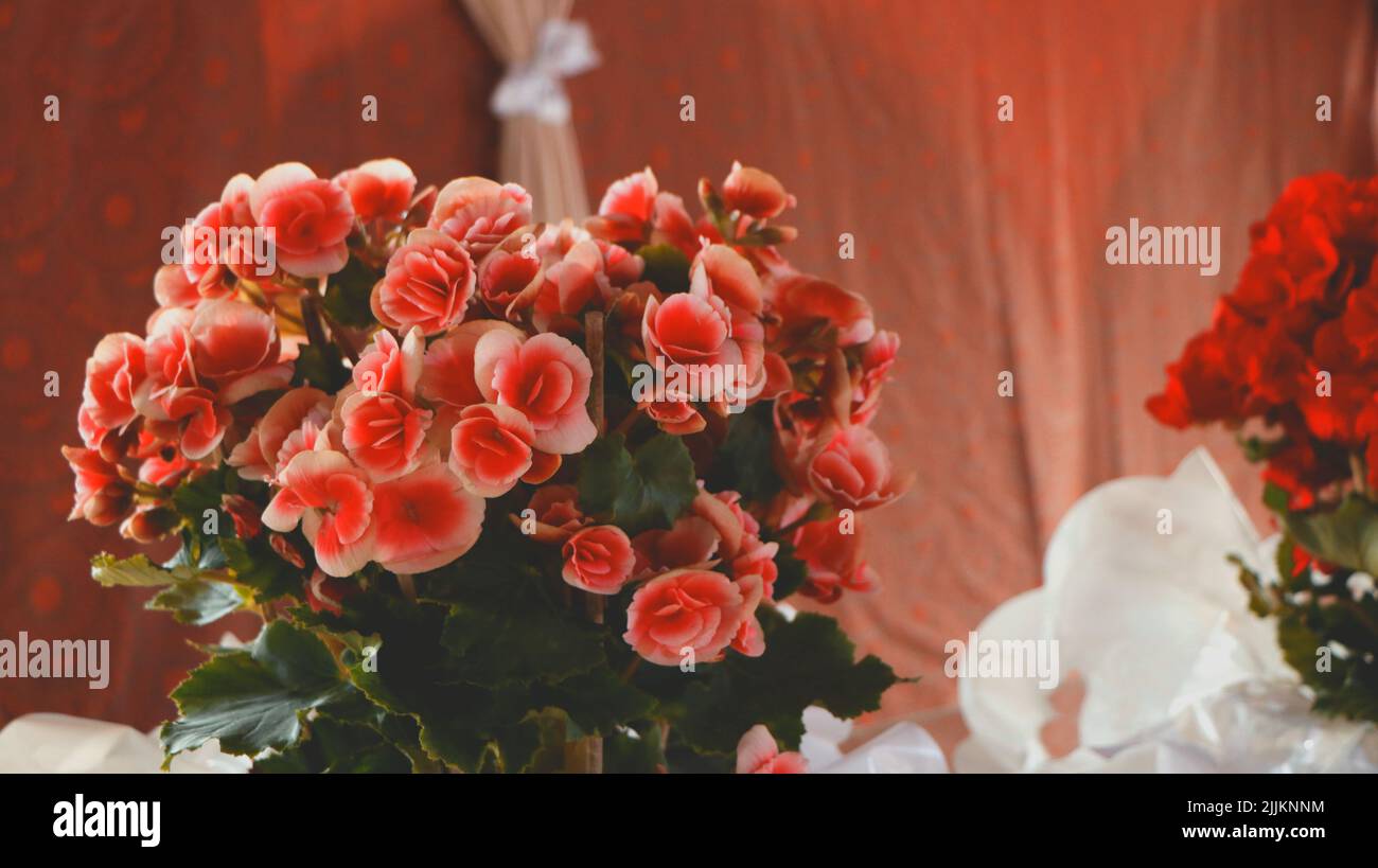 beautiful red begonia flowers arrangement Stock Photo - Alamy