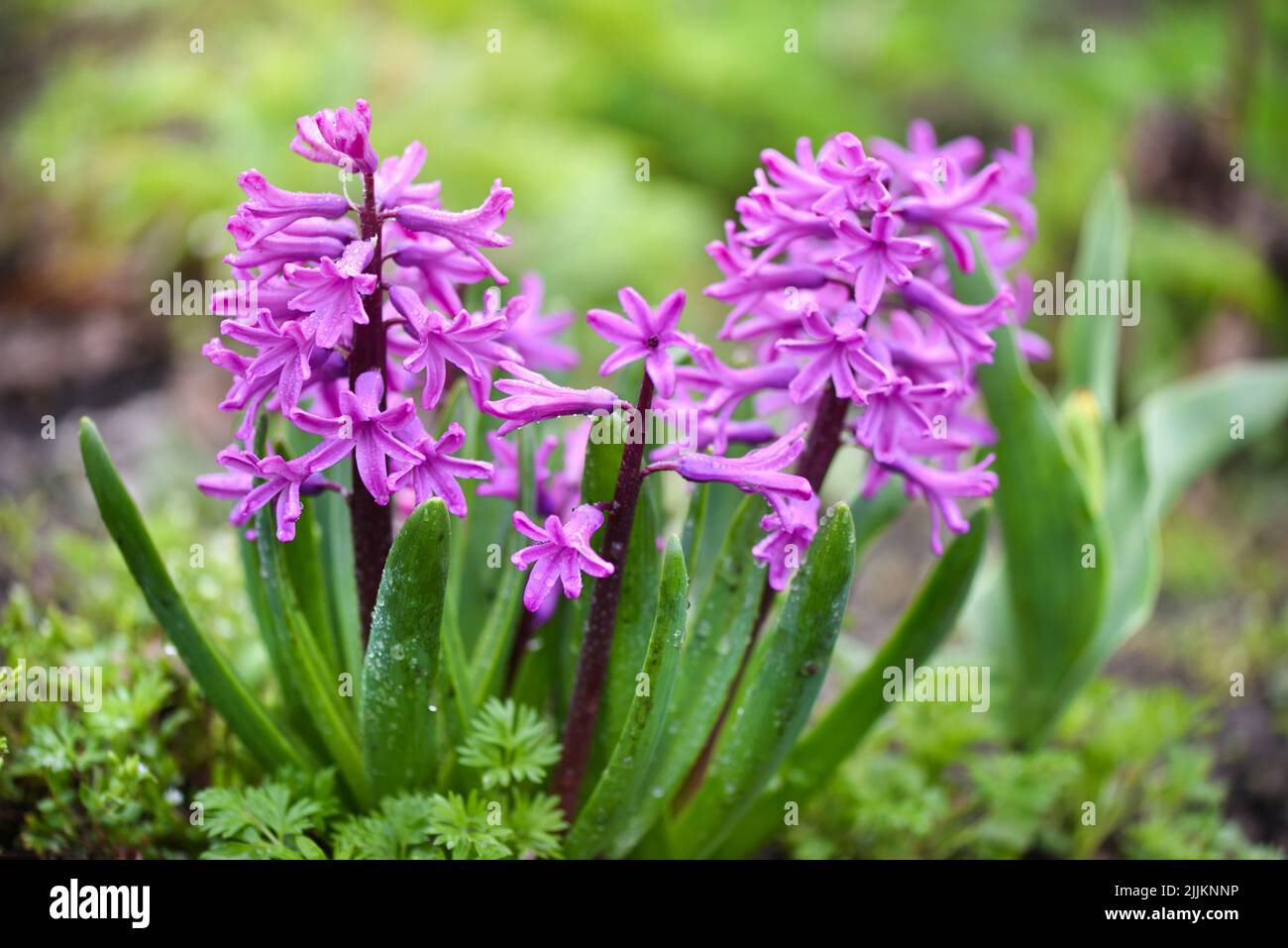 Pink Hyacinthus in a garden. Traditional spring flower Stock Photo - Alamy