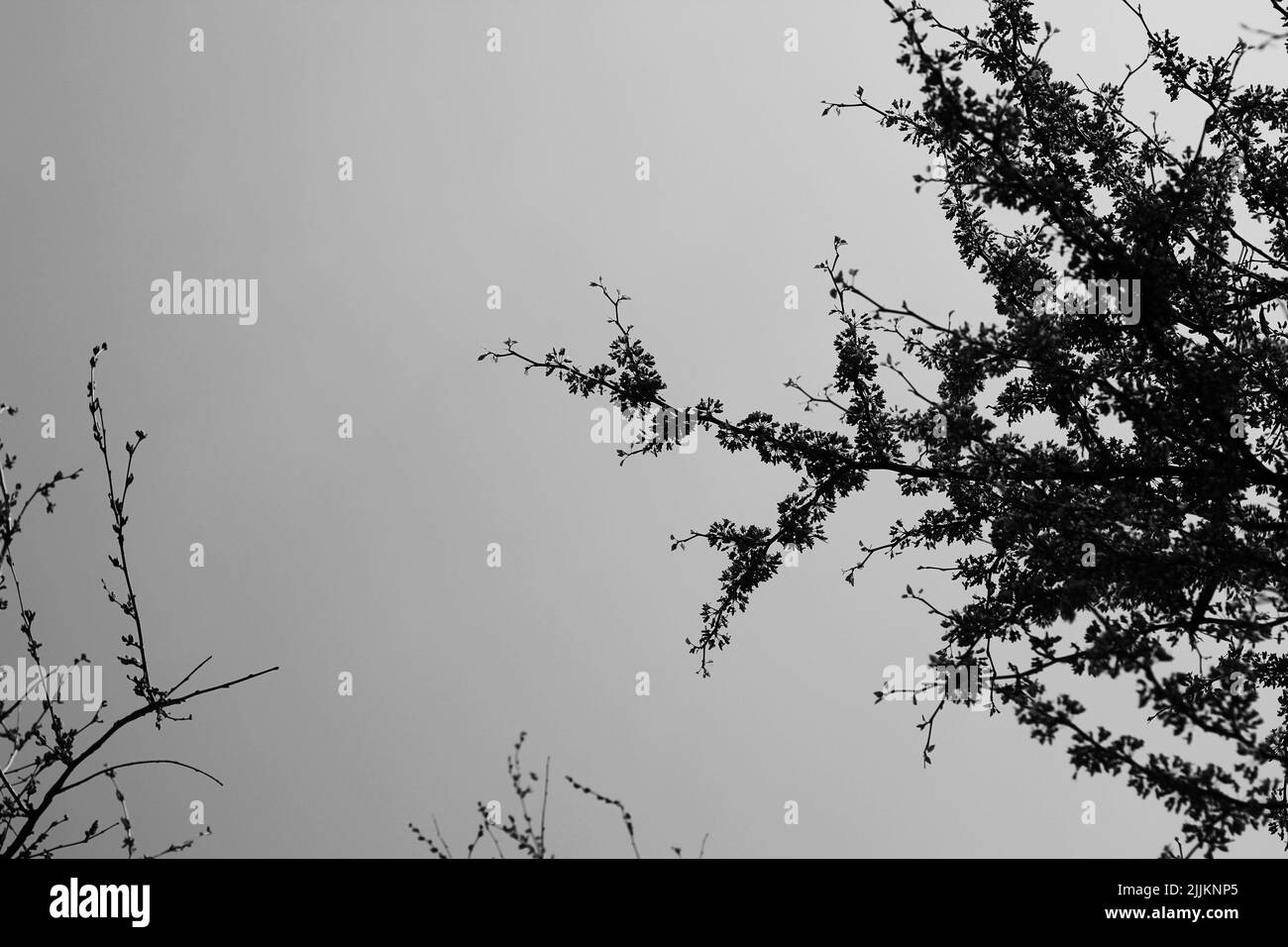 Beautiful spring flowers sprouting on the branches of the fruit tree in ...