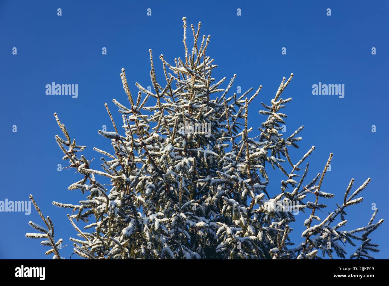 Coniferous tree covered with frost during winter in Rogow village in ...