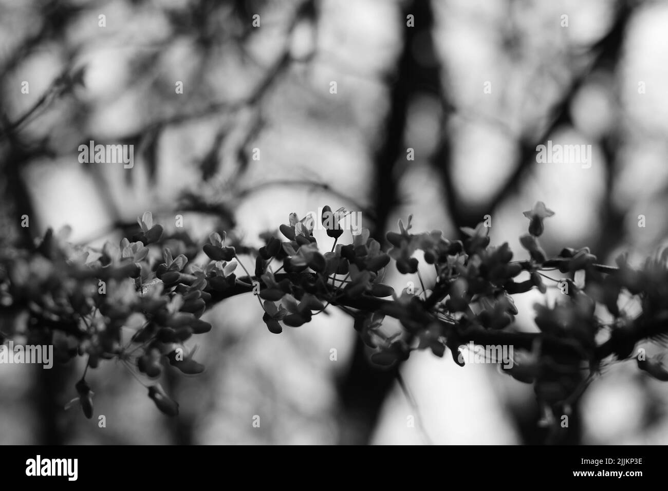 Beautiful spring flowers sprouting on the branches of the fruit tree in ...