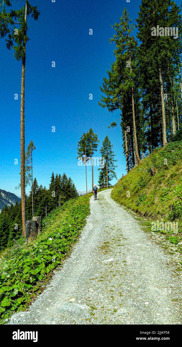 A vertical shot of a pathway in the forest Stock Photo - Alamy