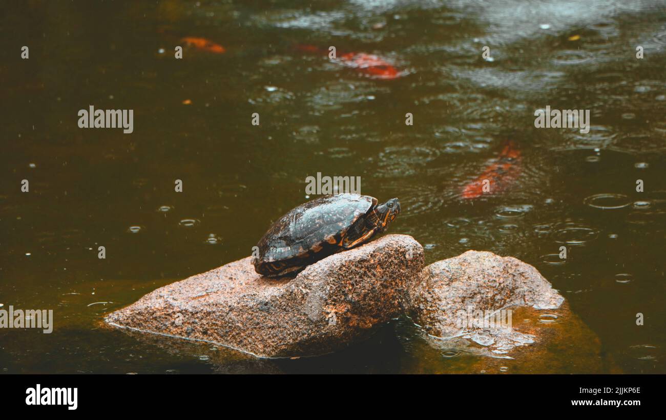 turtle resting on rock in lake during rain Stock Photo - Alamy