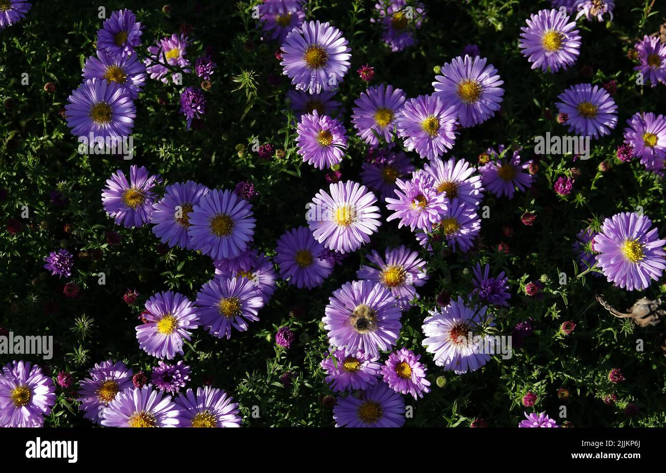 Astra flowers are herbaceous plants with delicate flowers Stock Photo ...