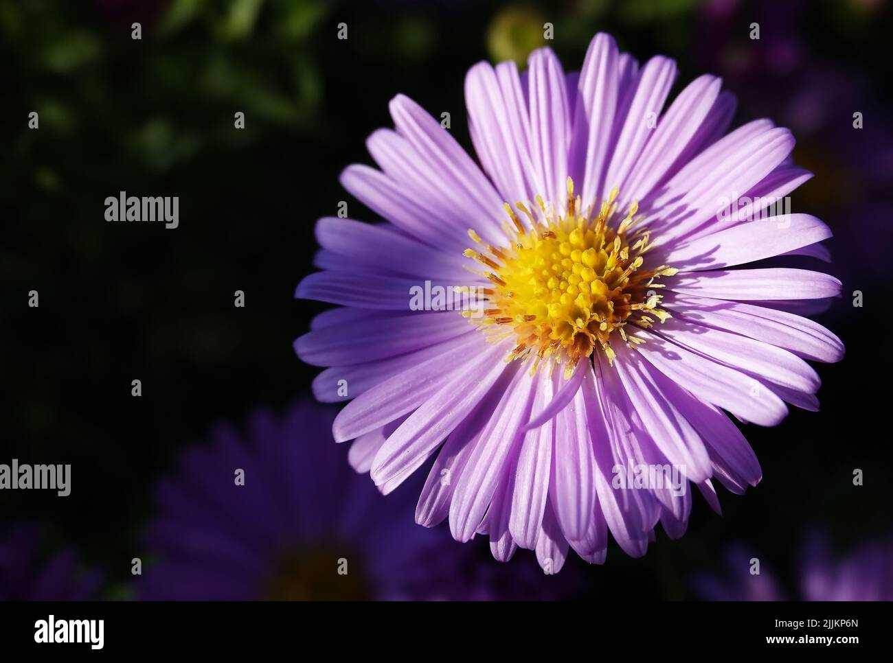 Astra flowers are herbaceous plants with delicate flowers Stock Photo ...