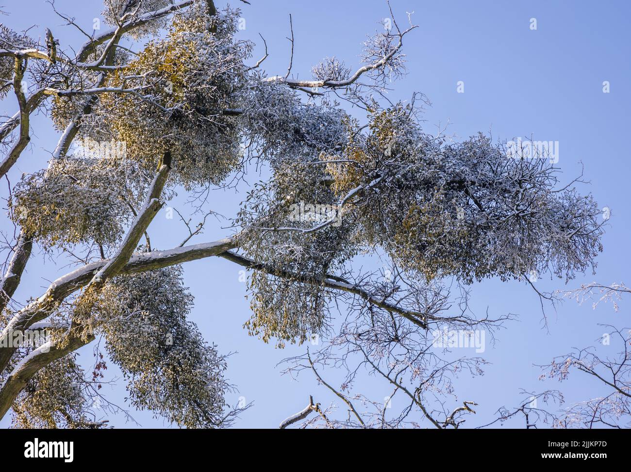 Mistletoe in winter with snow and trees hi-res stock photography and ...