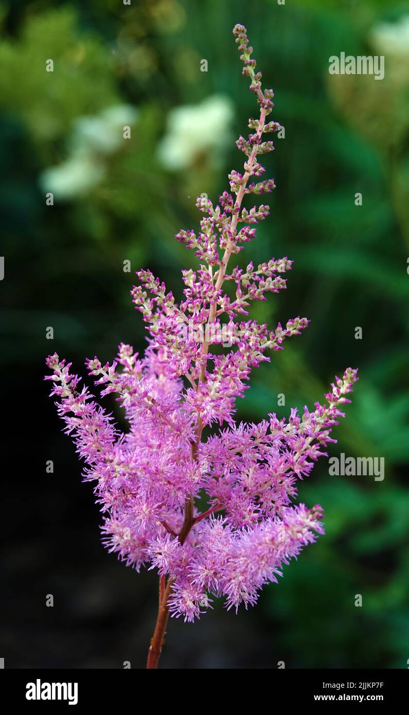 Flowers Astilba sinensis or False Spiraea is a herbaceous plant Stock ...