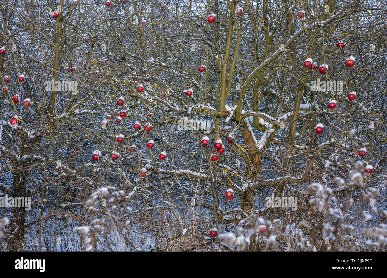 Lodz poland garden hi-res stock photography and images - Alamy