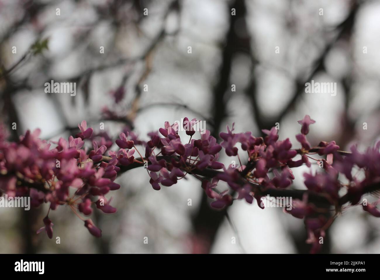 Beautiful spring flowers sprouting on the branches of the fruit tree ...