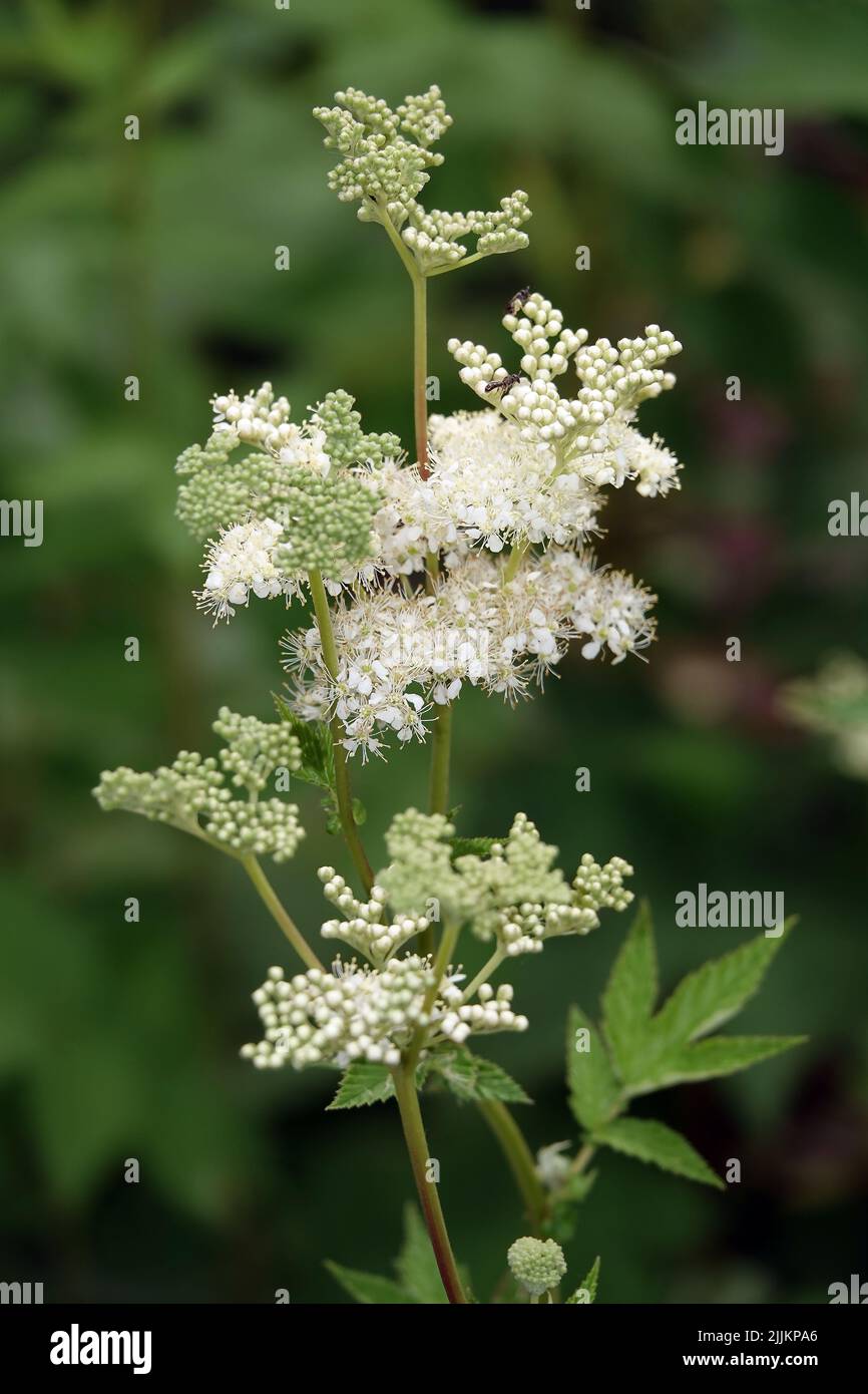 Flowers Astilba Arendsa or False Spiraea is a herbaceous plant Stock ...