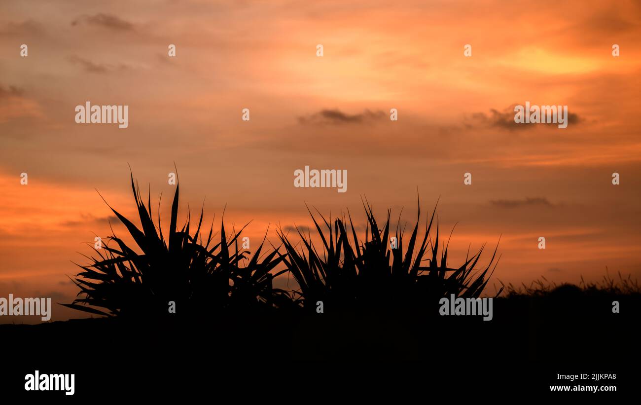 Dramatic sunset sky, dark shadowed tall grass on the ground. Peaceful ...