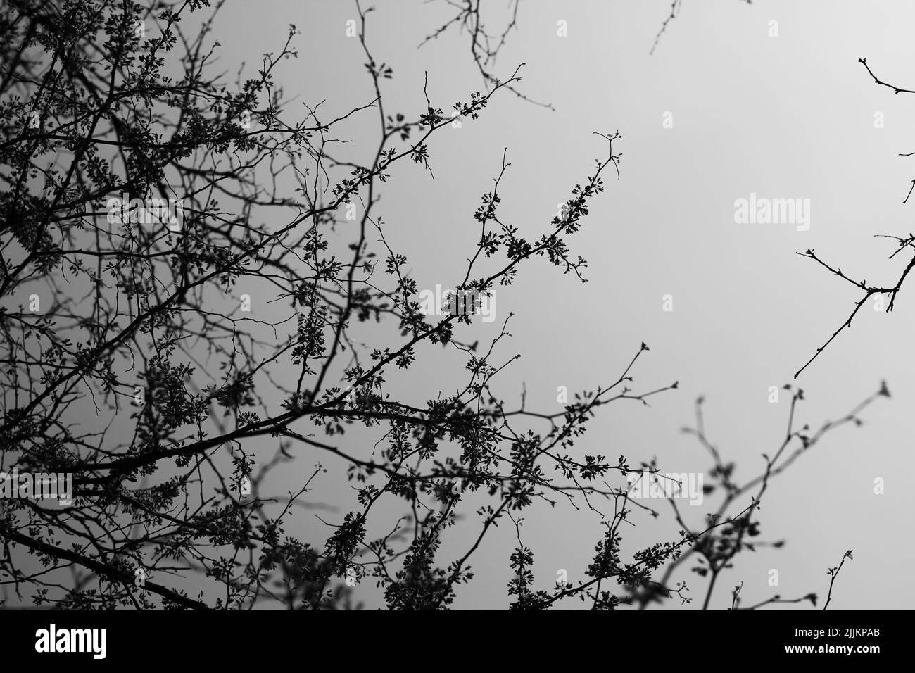 Beautiful spring flowers sprouting on the branches of the fruit tree in ...
