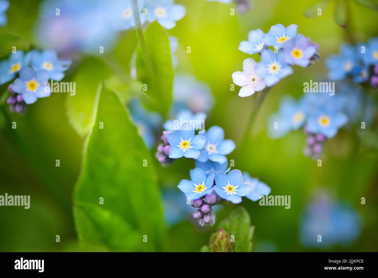 Beautiful forget-me-not blue wildflowers (Myosotis) in the blurred ...