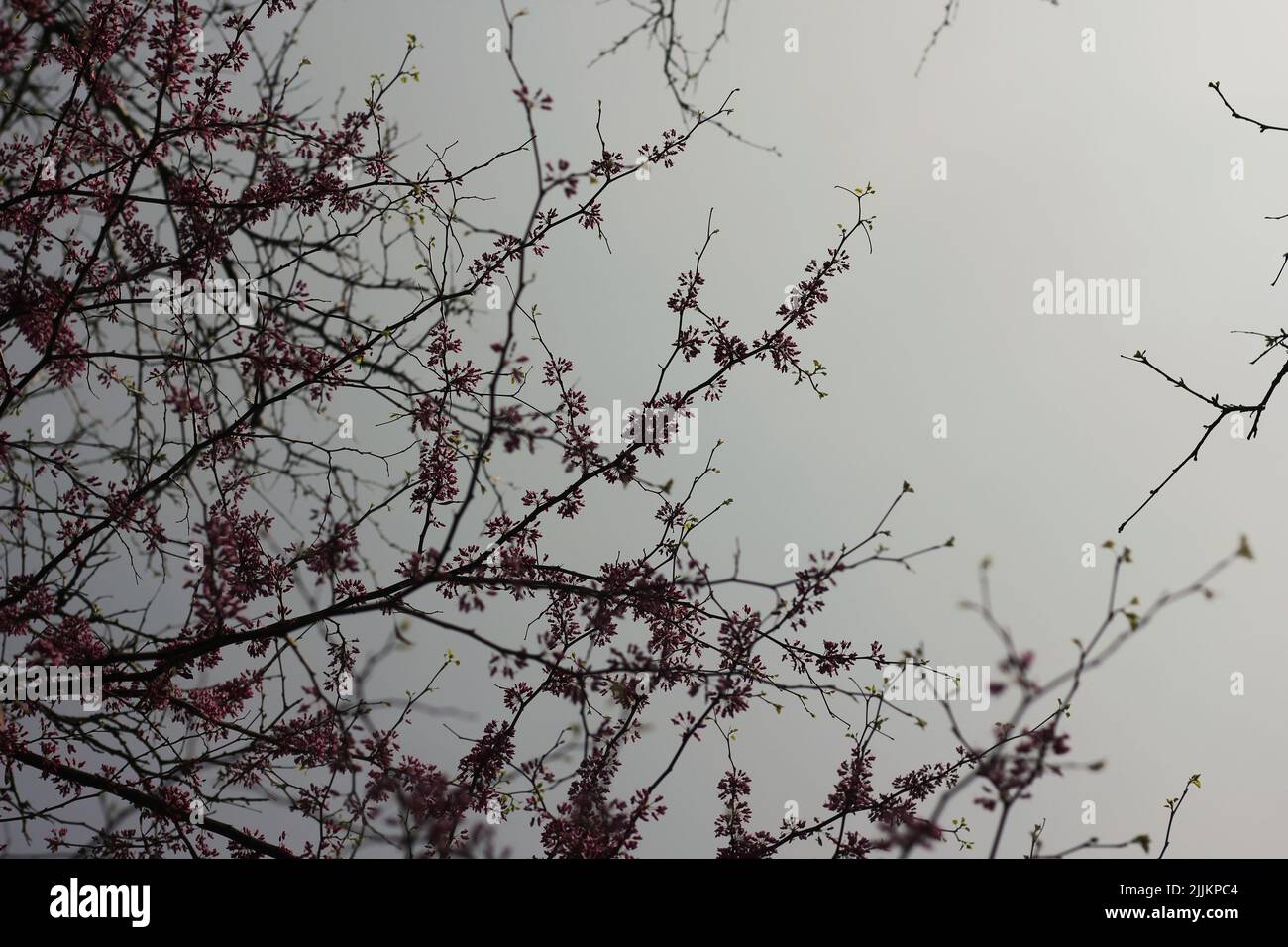 Sprouting elegance hi-res stock photography and images - Alamy