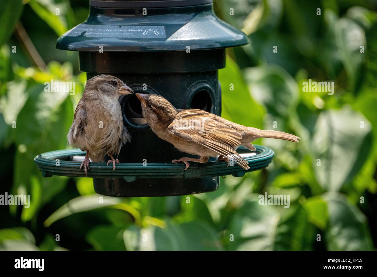 Female house finch feeding her chick at a backyard garden bird feeder ...