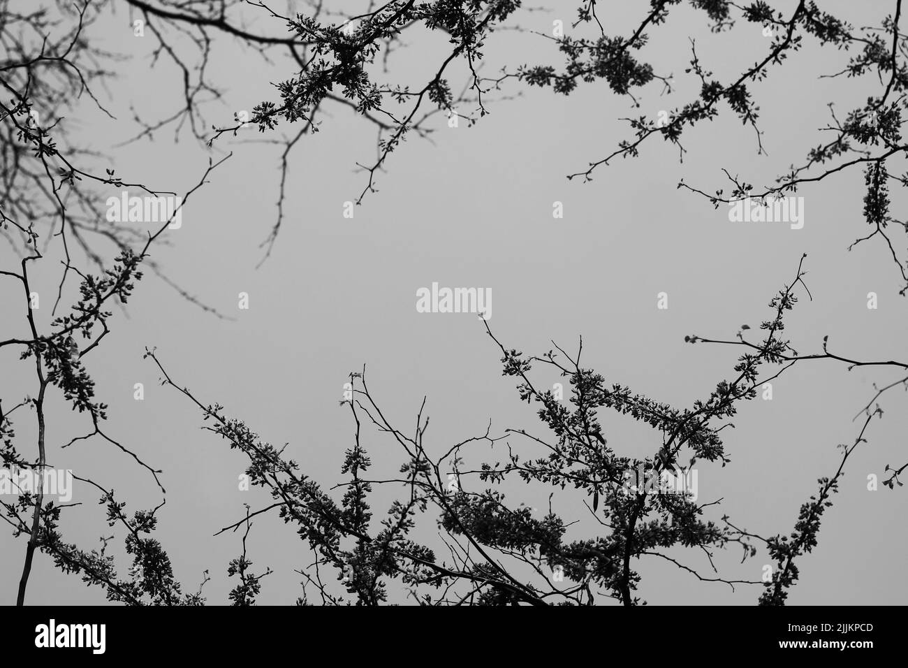 Beautiful spring flowers sprouting on the branches of the fruit tree in ...