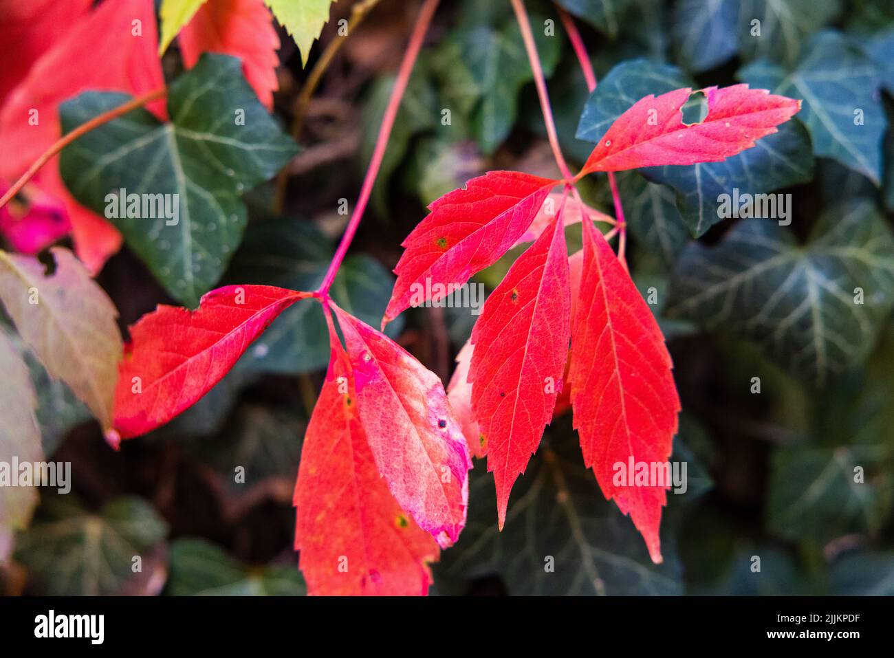 Maple tree in bloom hi-res stock photography and images - Alamy