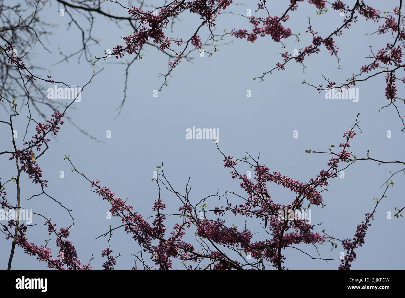 Beautiful spring flowers sprouting on the branches of the fruit tree ...