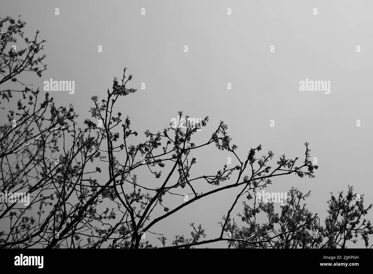 Beautiful spring flowers sprouting on the branches of the fruit tree in ...