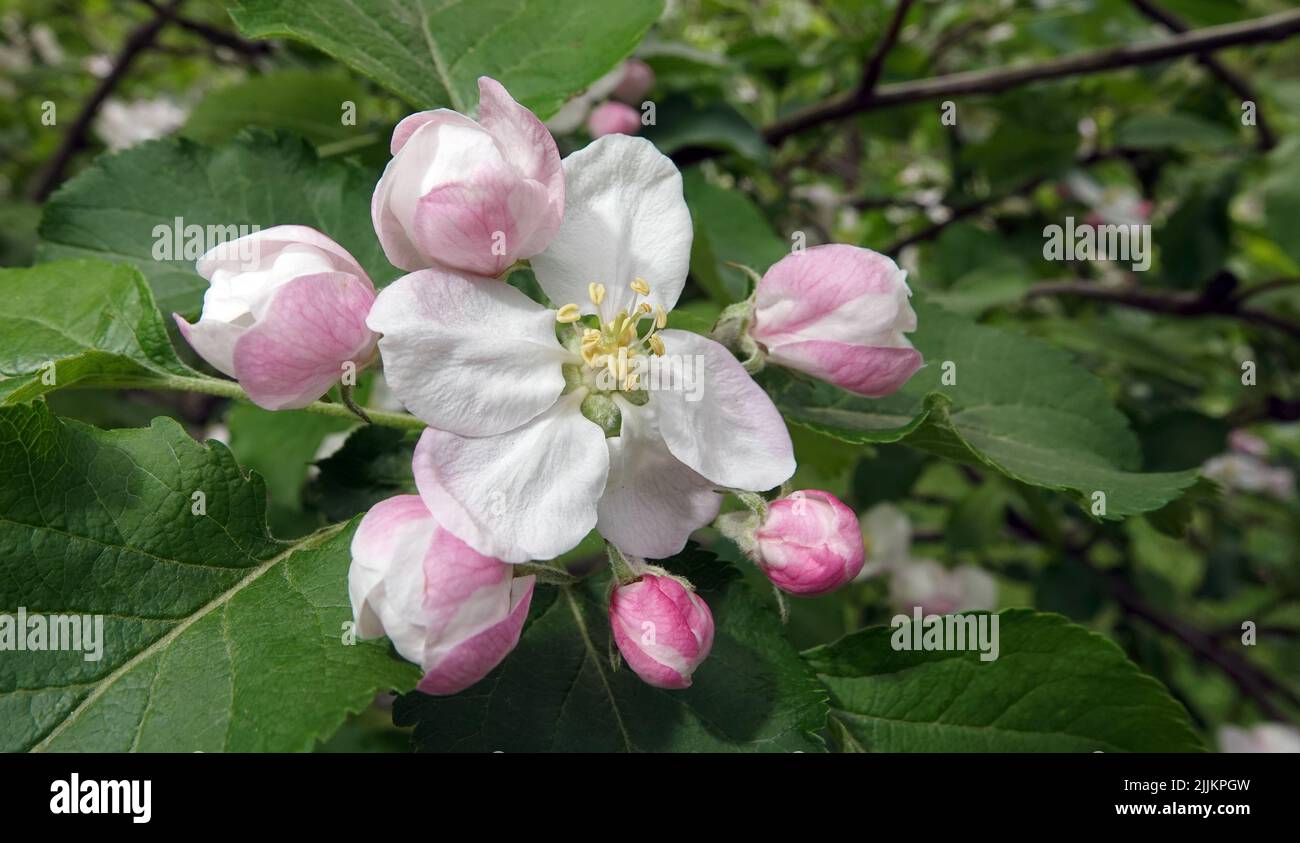 Abundantly blooming hi-res stock photography and images - Alamy