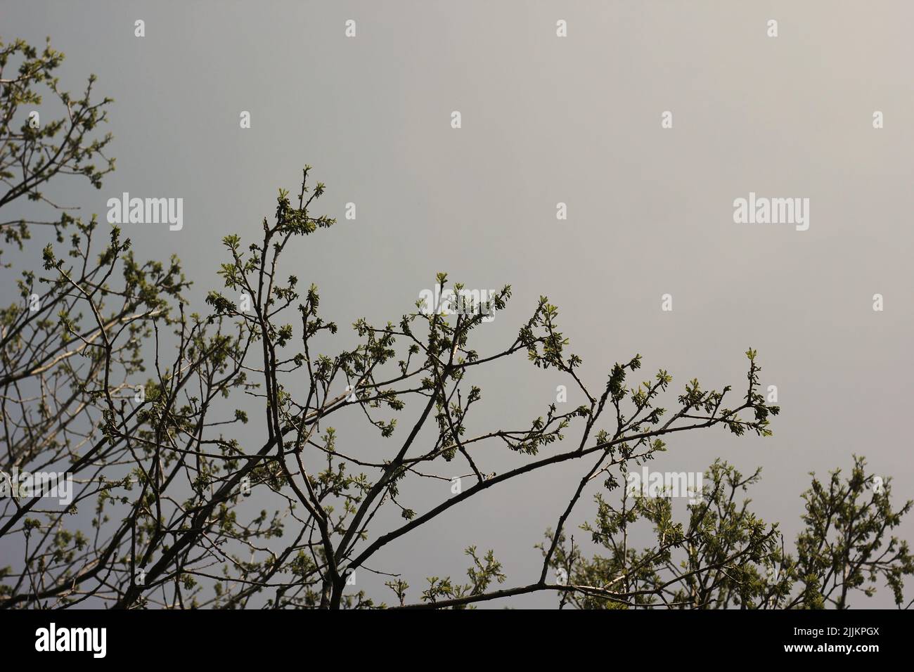 Sprouting elegance hi-res stock photography and images - Alamy