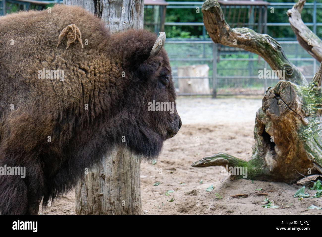 A close-up profile shot of a bison in the barrier Stock Photo - Alamy