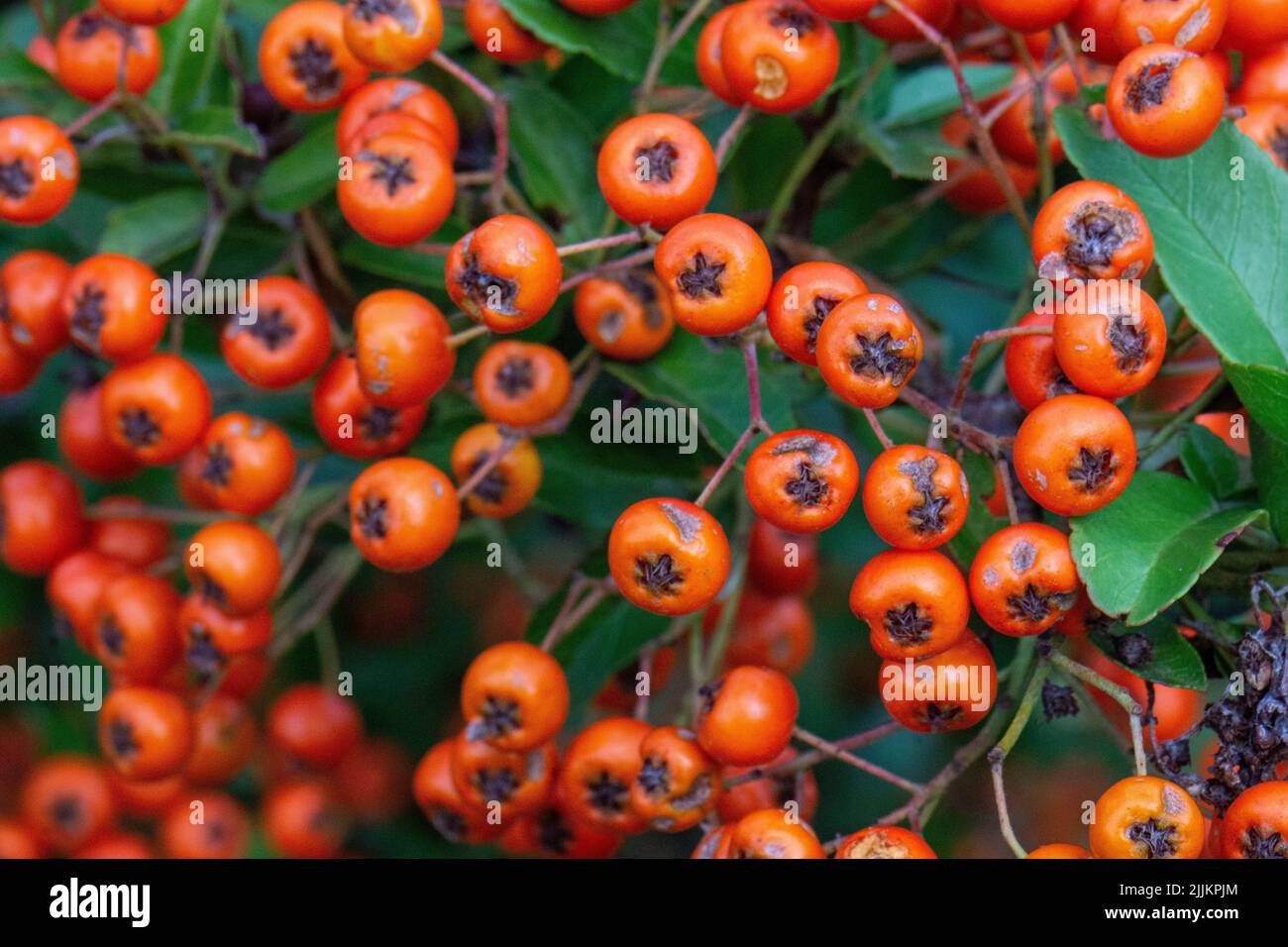 A close-up shot of Pyracantha berries growing in the daytime Stock ...