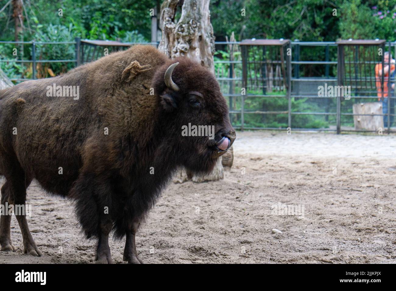 A giant European bison standing on the ground with the view of plants ...