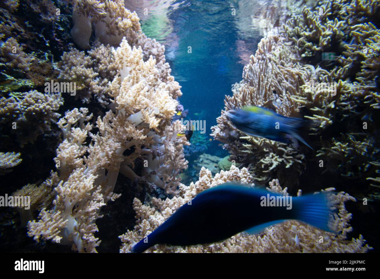 Pacific Ocean Animals And Plants