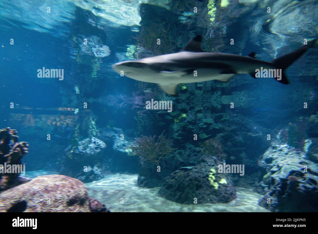 Shark underwater plants hi-res stock photography and images - Alamy
