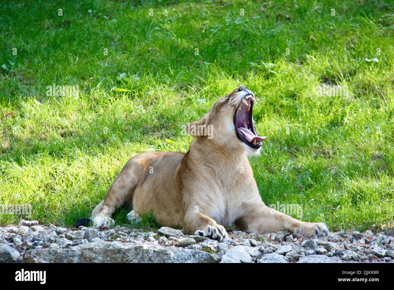 yawning lion lady in zoo shows her teeth Stock Photo - Alamy