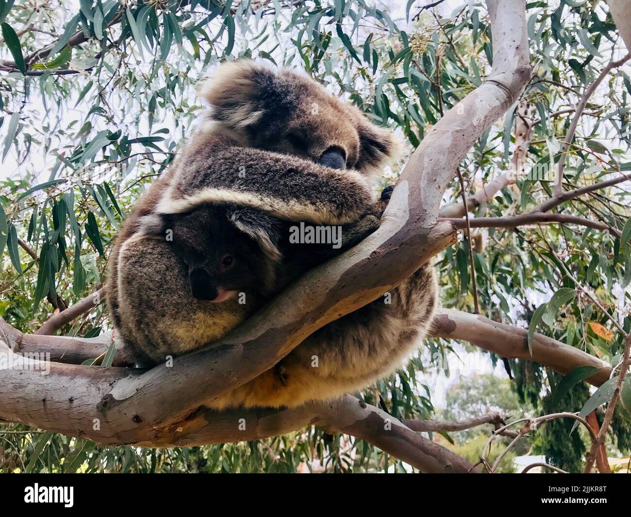 Raymond Island in Australia, koala mom with her baby on tree Stock ...