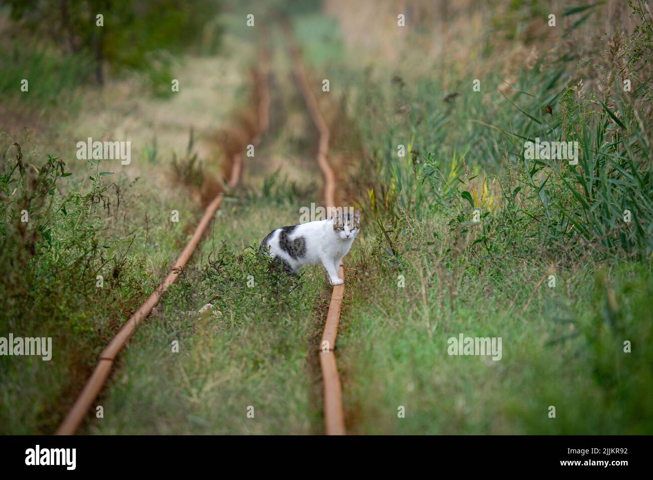 A cute cat in nature during the daytime Stock Photo - Alamy