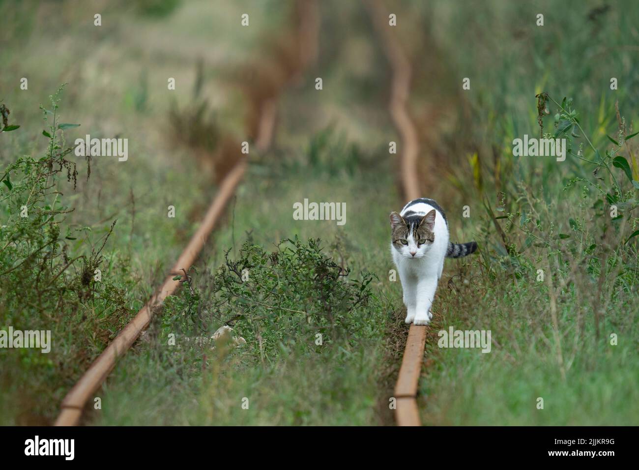 A cute cat in nature during the daytime Stock Photo - Alamy