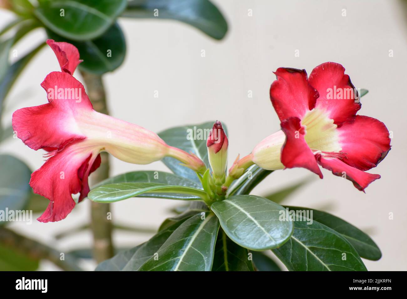 The Desert Rose flowers in a garden Stock Photo - Alamy
