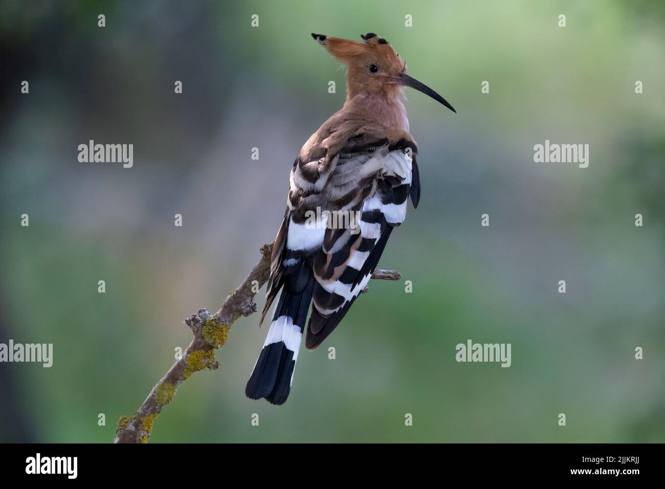 Animali fauna hi-res stock photography and images - Alamy